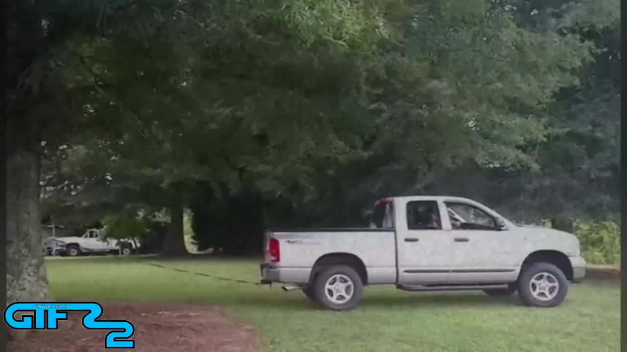 GIF with sound 2 - Big Tree | Download HD video clip on | Vlipsy