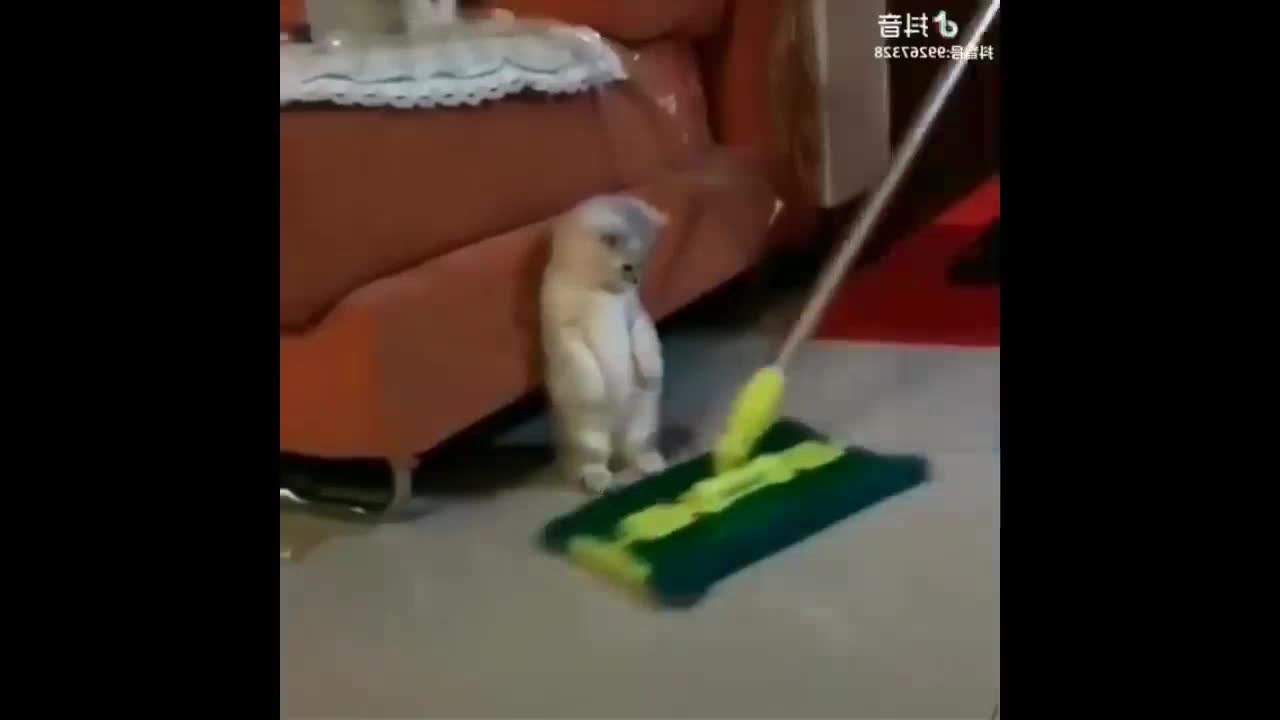 Cute Animals: Mopping the floor - Find clips on VLIPSY