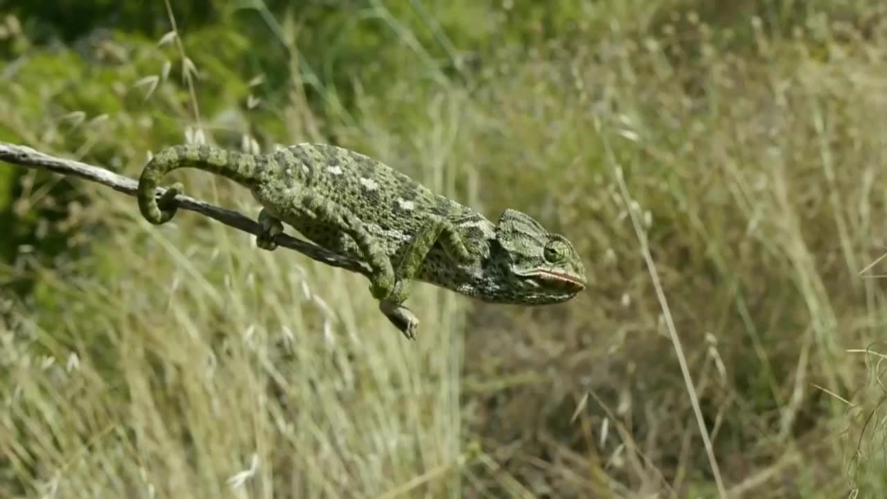 WWF - Animal alert | Download HD video clip on | Vlipsy