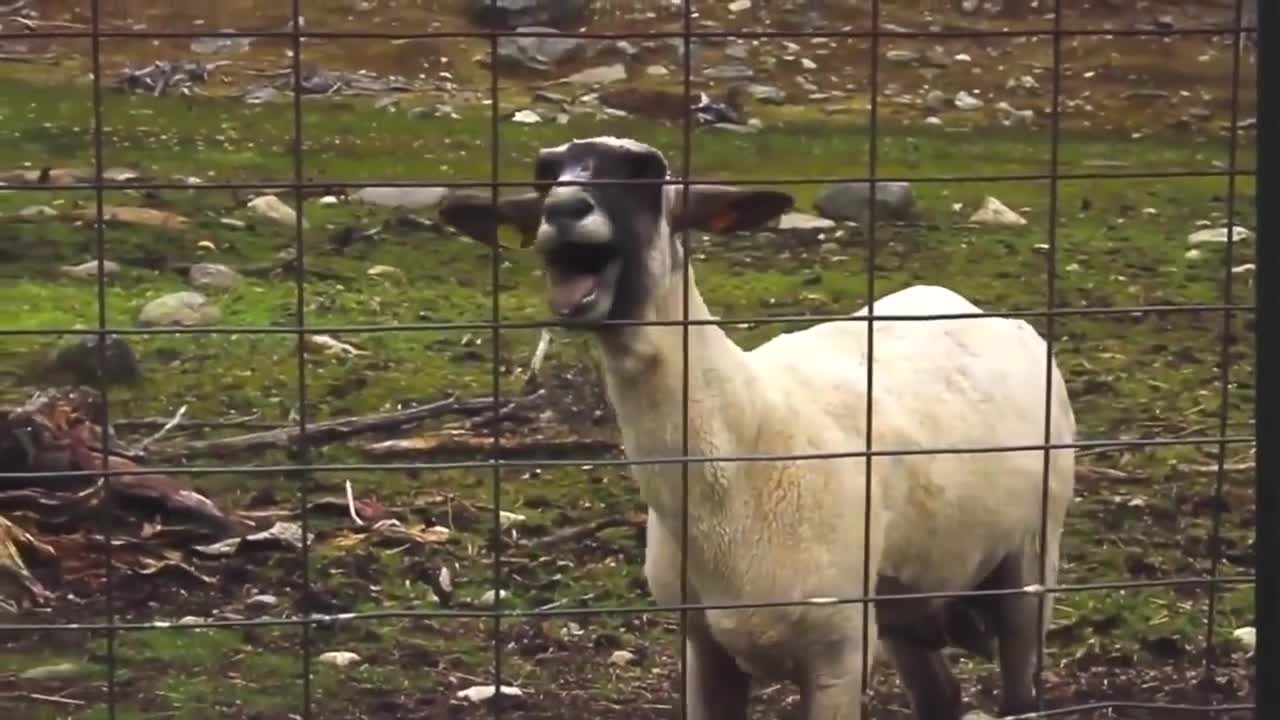 Screaming Goat | Download HD video clip on | Vlipsy