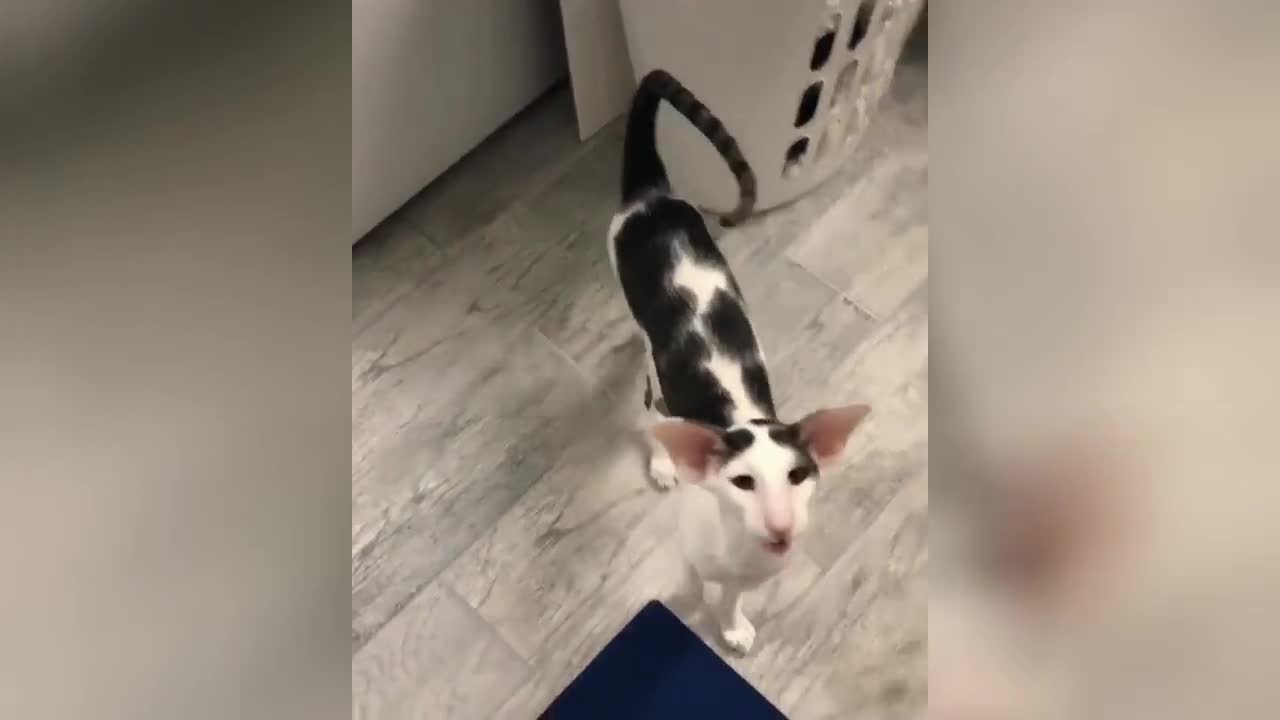 Dobby Cat: Honking cat. Find clips on VLIPSY