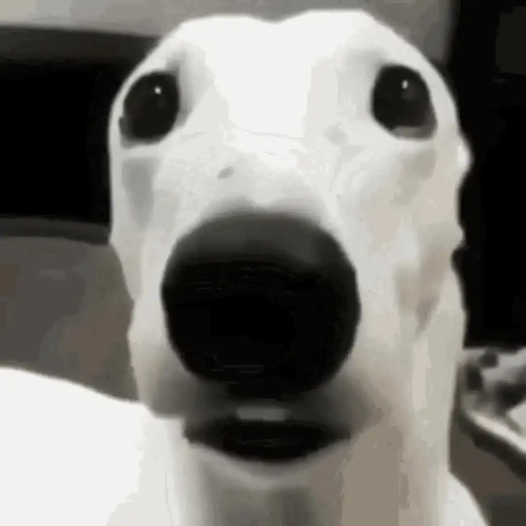 Scared Dog | Download HD video clip on | Vlipsy