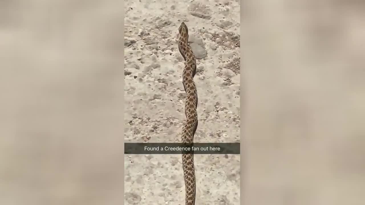 YouTube - Snake Dancing | Download HD video clip on | Vlipsy