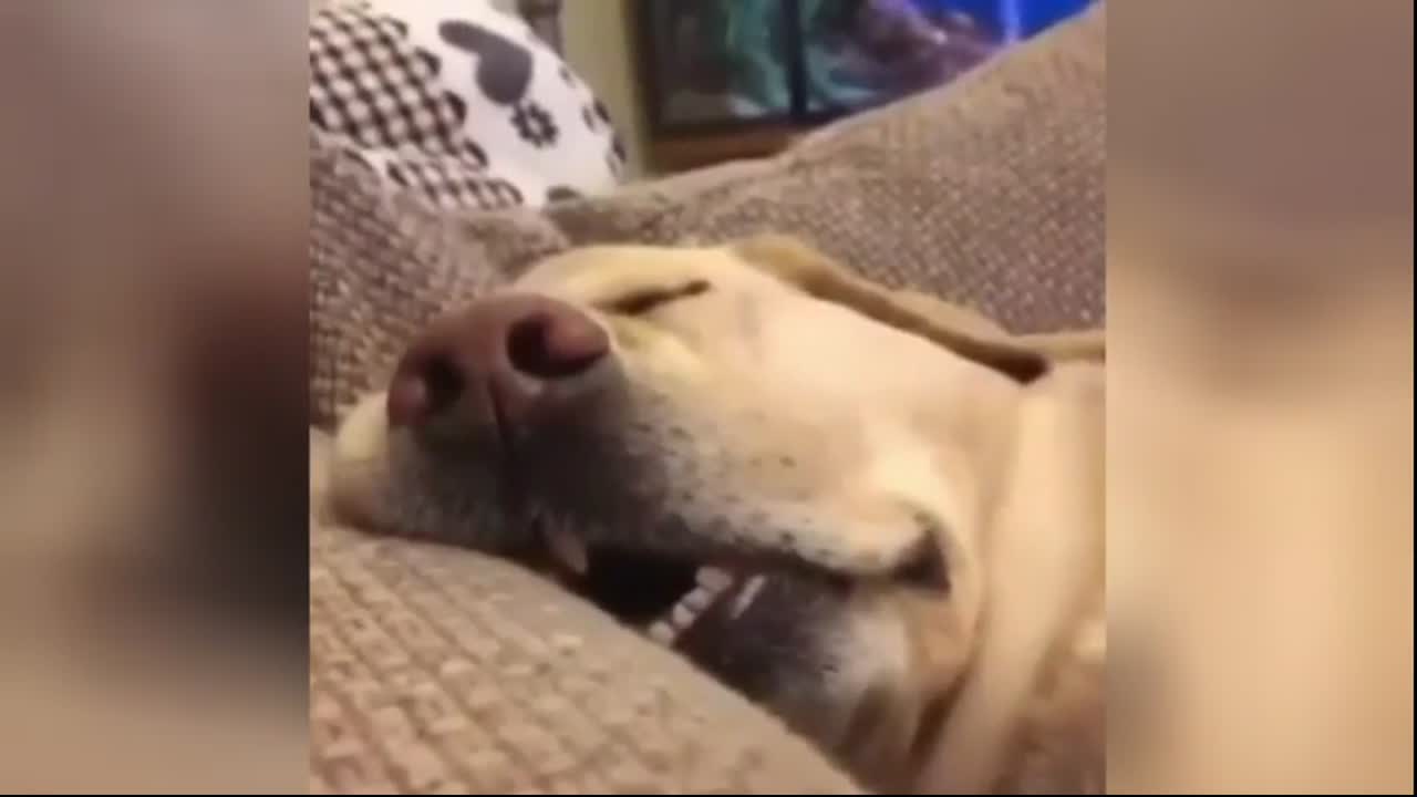 Bored Dog - Snoring | Download HD video clip on | Vlipsy