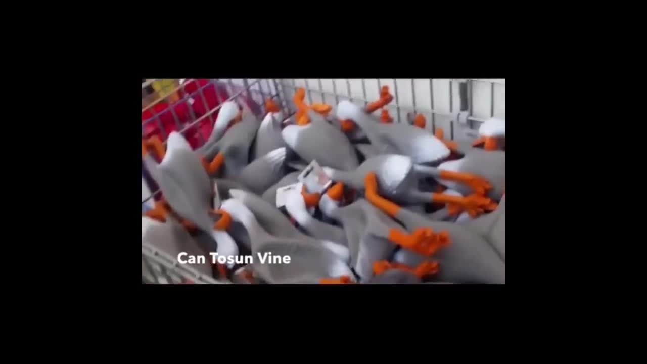 Vine - Duck Army: Always Love You Version | Download HD video clip on ...