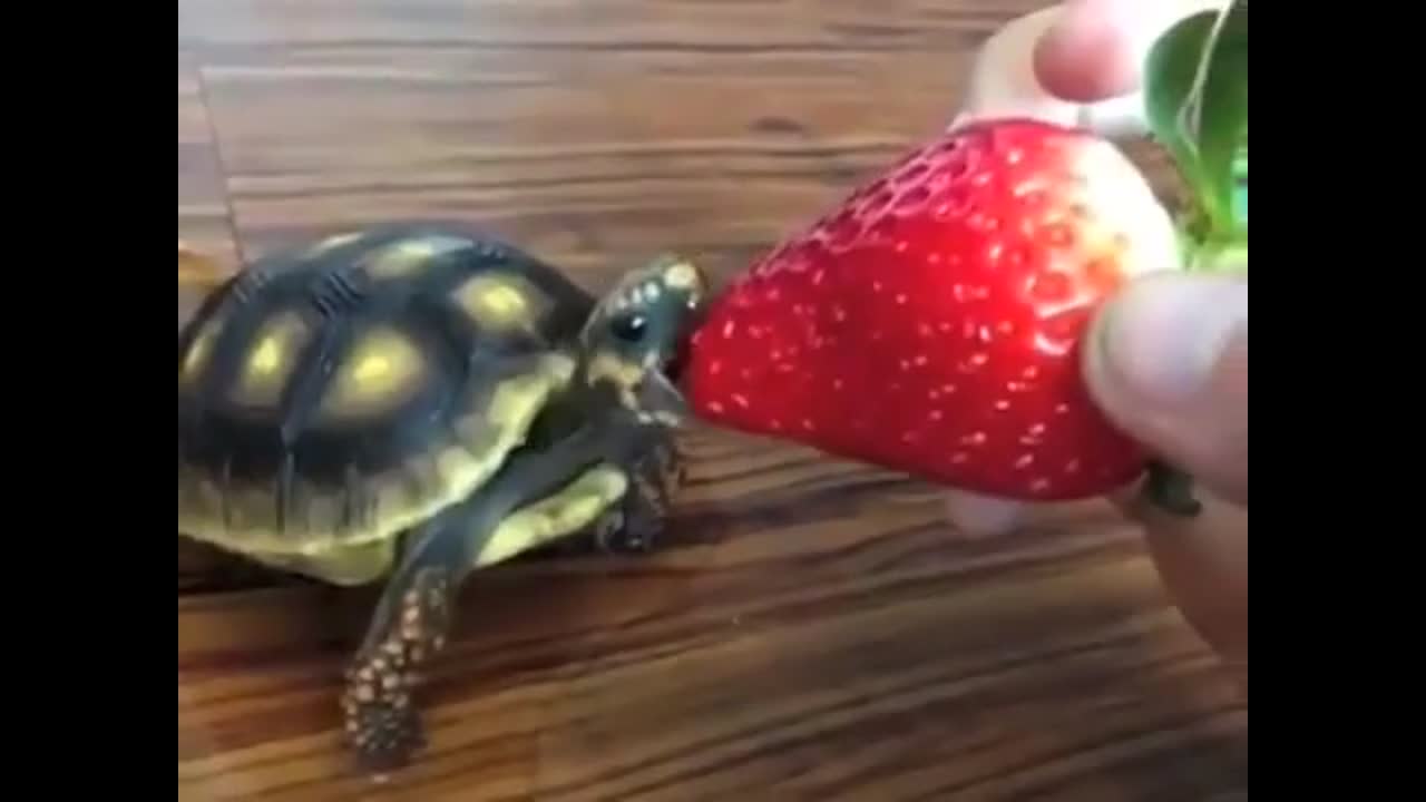 Stefan Pretty: Turtle eating strawberry. Find clips on VLIPSY