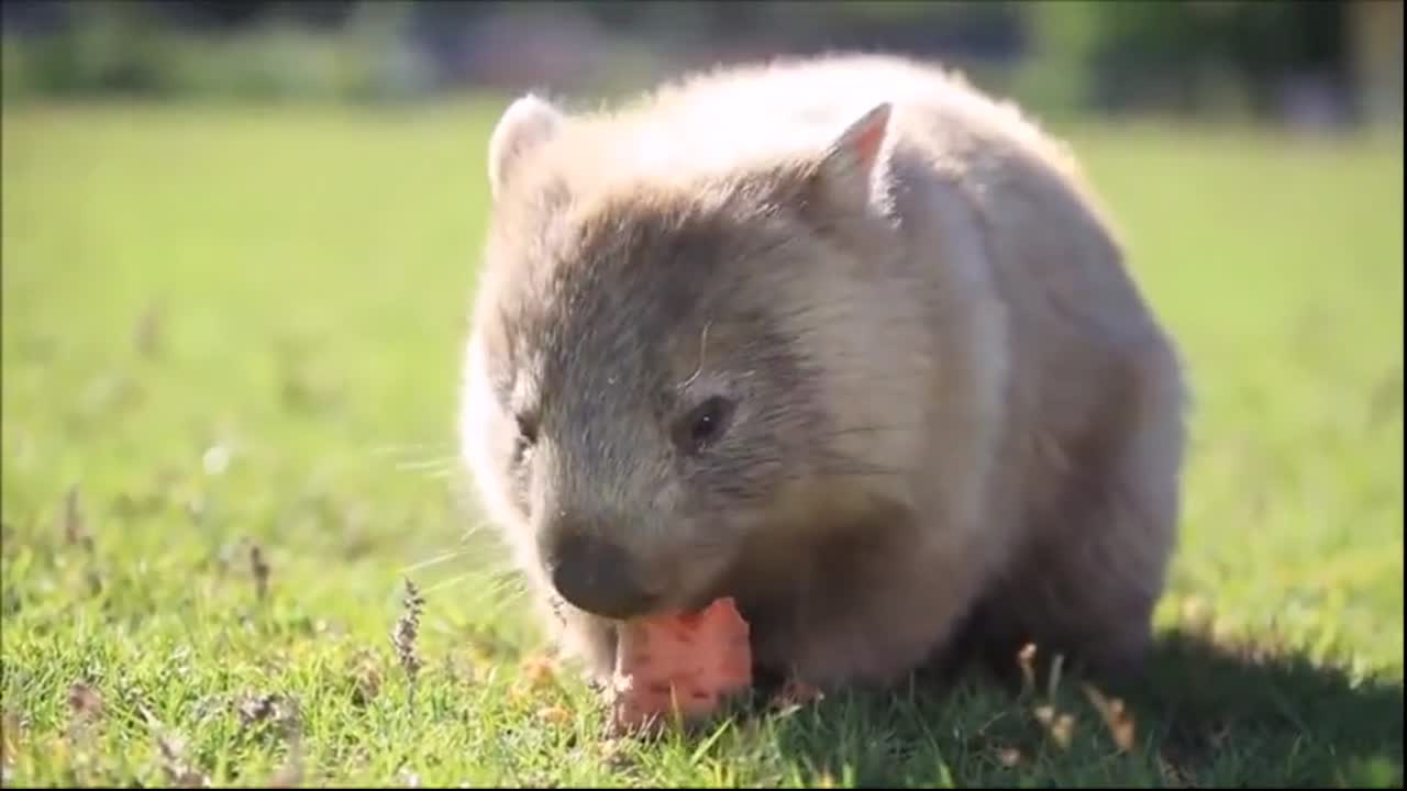 AnimalTV: Wombat eating. Find clips on VLIPSY