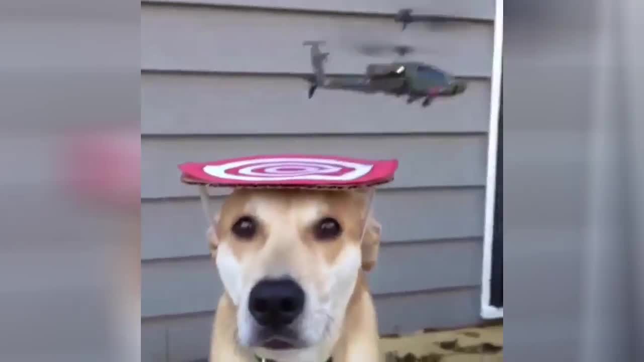 Funny Animals: Doggy Helicopter - Find clips on VLIPSY