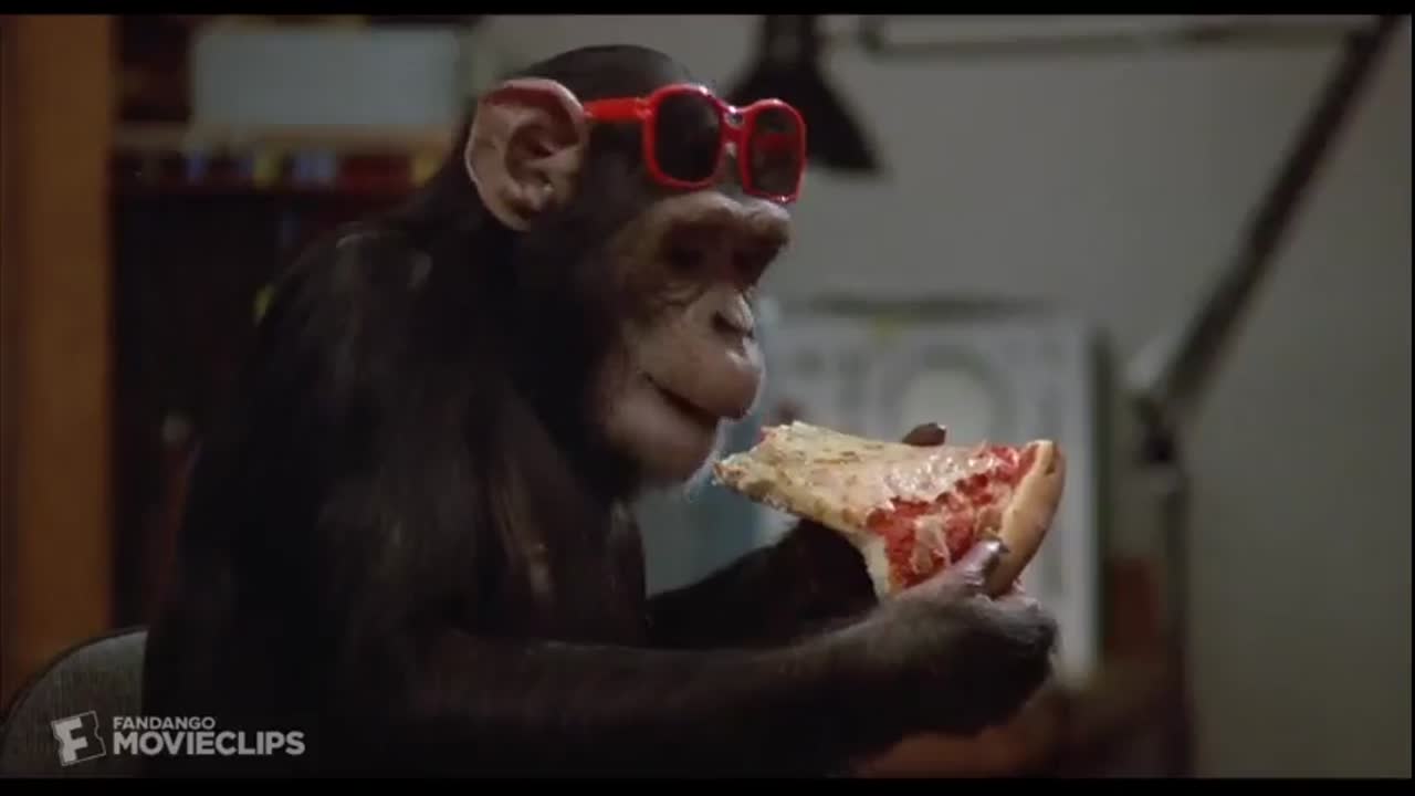 Back to School - Monkeys eating pizza | Download HD video clip on | Vlipsy