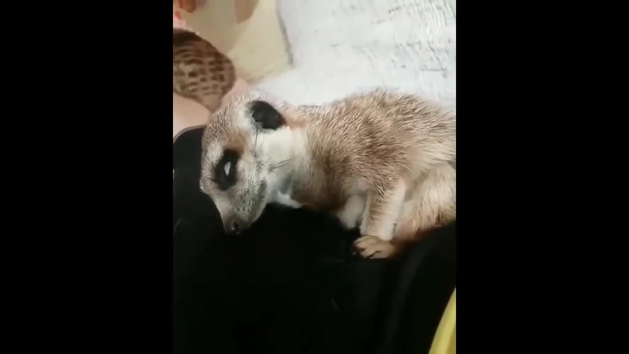 Cute Animals - Trying to stay awake | Download HD video clip on | Vlipsy