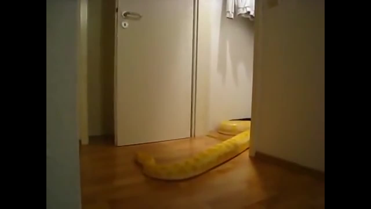 Julius the python: Good Job, Snake - Find clips on VLIPSY