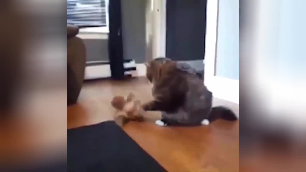 Funny Animals: Cat pushover - Find clips on VLIPSY