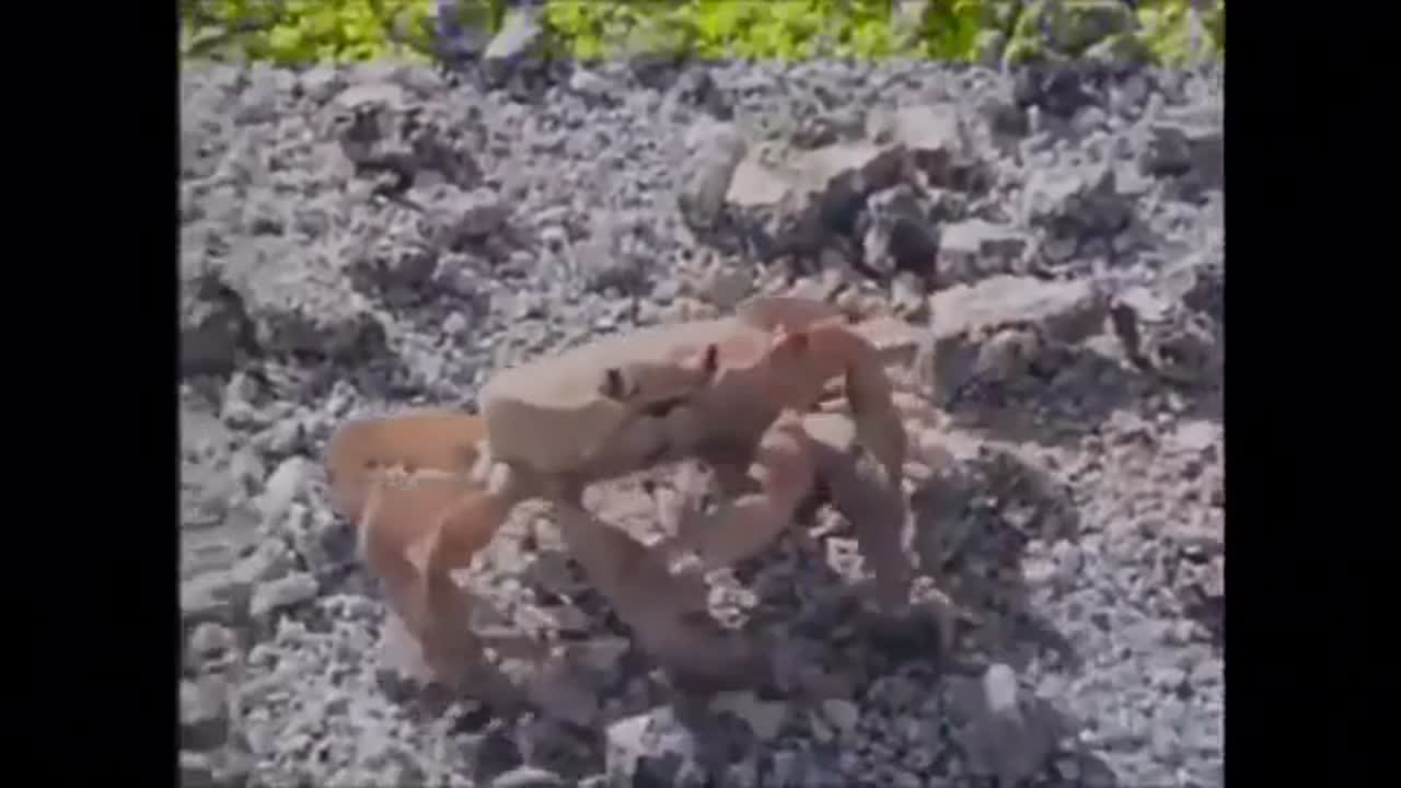 Nature - Crab rips own arm off | Download HD video clip on | Vlipsy