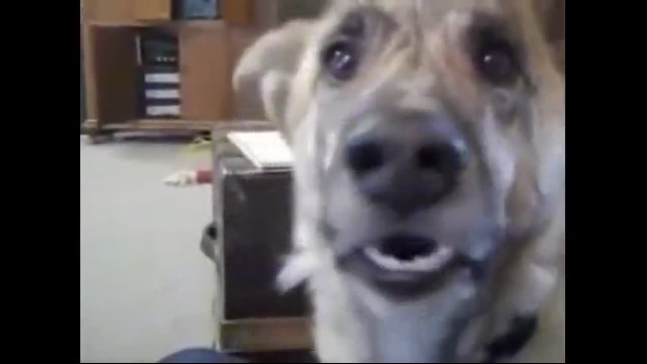 Talking Dog - The Maple Kind | Download HD video clip on | Vlipsy