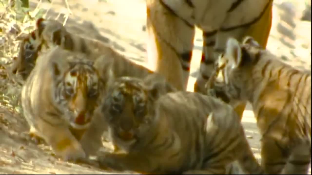 Tigers: Tiger Cubs - Find clips on VLIPSY