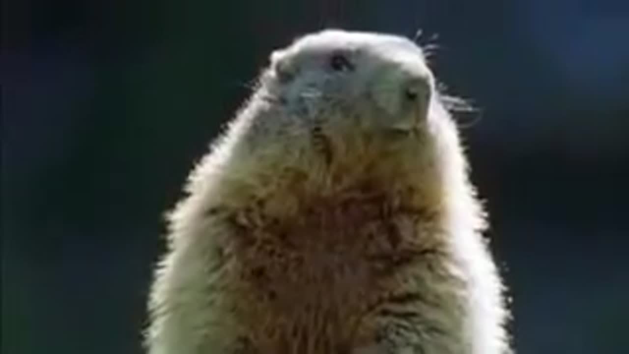 Gopher: Alan Alan Alan. Find clips on VLIPSY