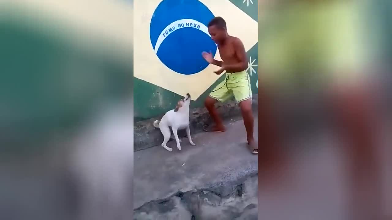 Brazilian Dog - Dog Dancing | Download HD video clip on | Vlipsy