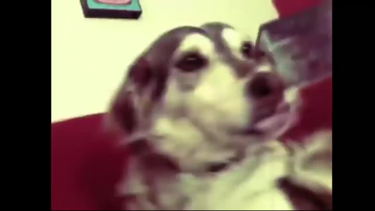 Autotune dog | Download HD video clip on | Vlipsy