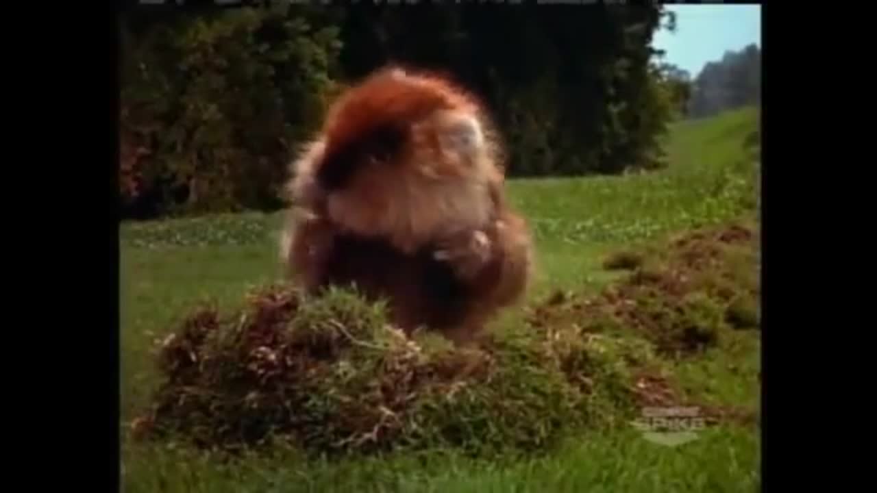 Caddyshack: Gopher dancing. Find clips on VLIPSY