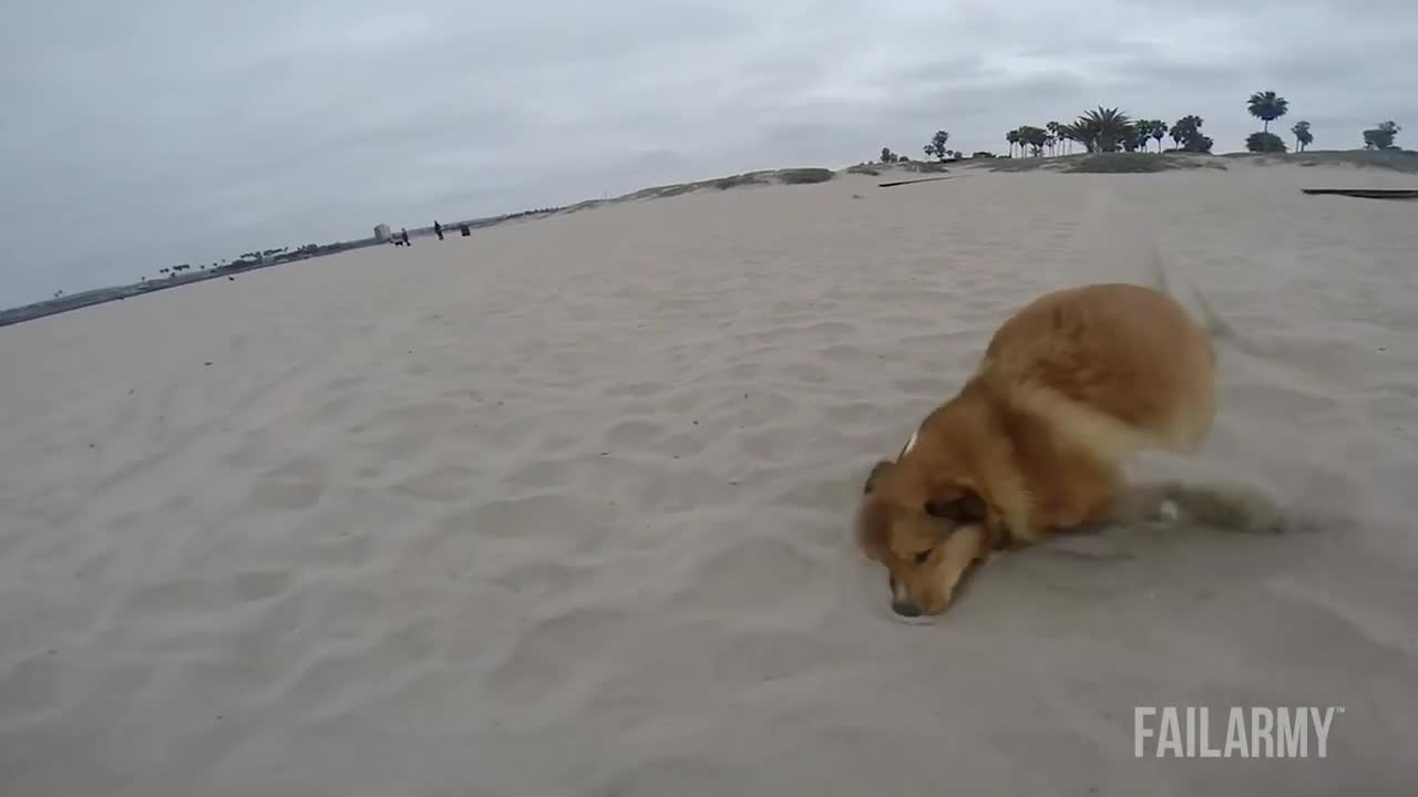 FailArmy - Dog falls on the beach | Download HD video clip on | Vlipsy