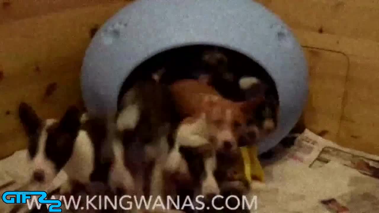 GIF with sound 2 - How Many Dogs | Download HD video clip on | Vlipsy