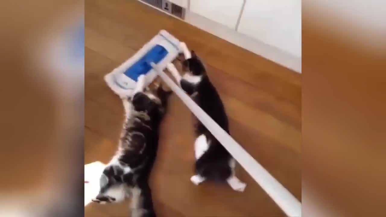 Funny Animals - Along For The Ride | Download HD video clip on | Vlipsy