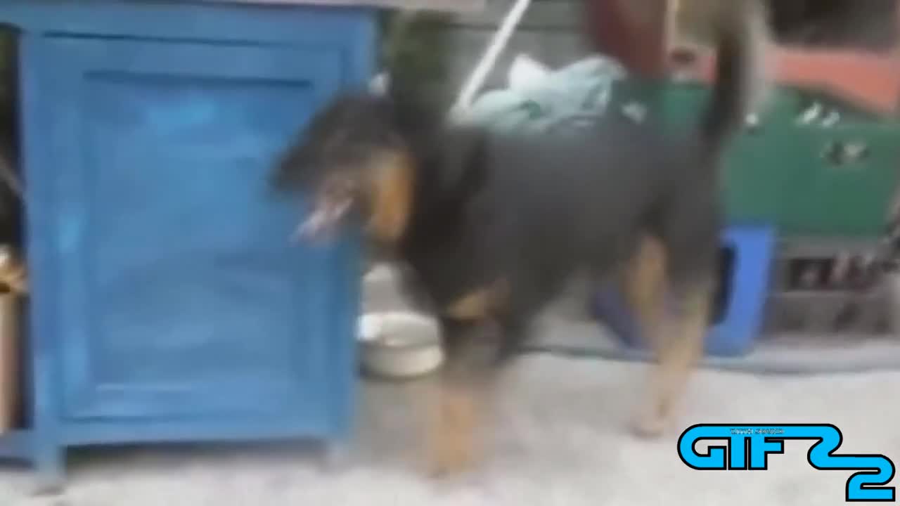 GIF with sound 2: Shuffle Dog - Find clips on VLIPSY