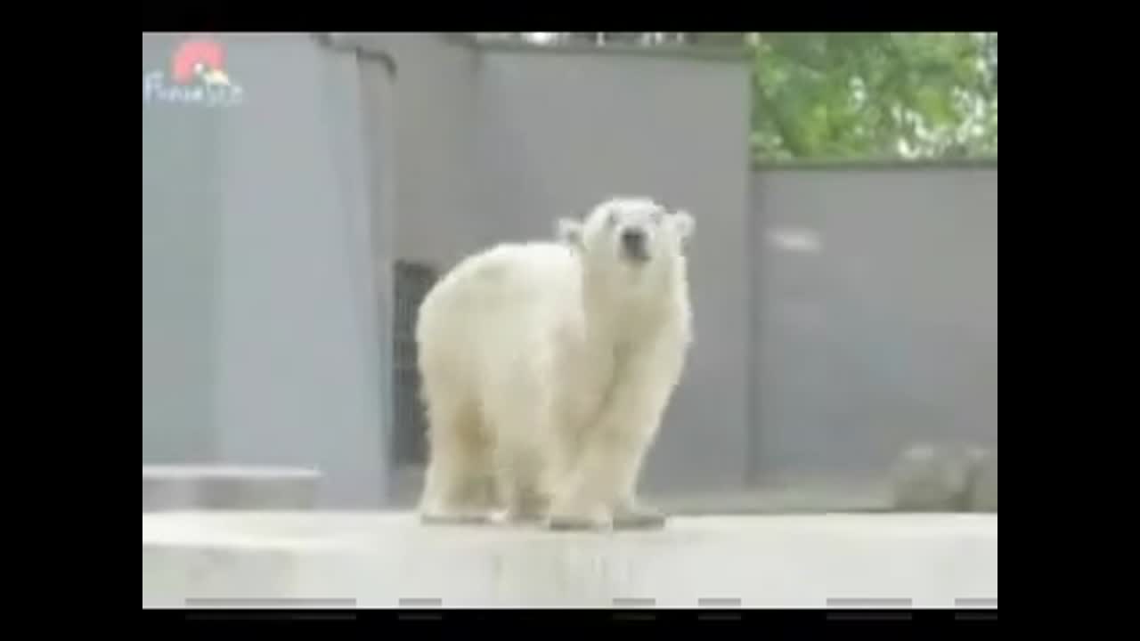 Funny Animals - Polar Bear Vibing | Download HD video clip on | Vlipsy