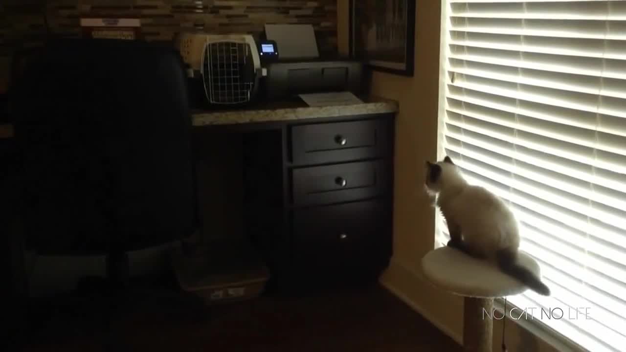 NoCAT NoLiFE: Cat Jump Fail: Pulls Down Printer Paper. Find clips on VLIPSY