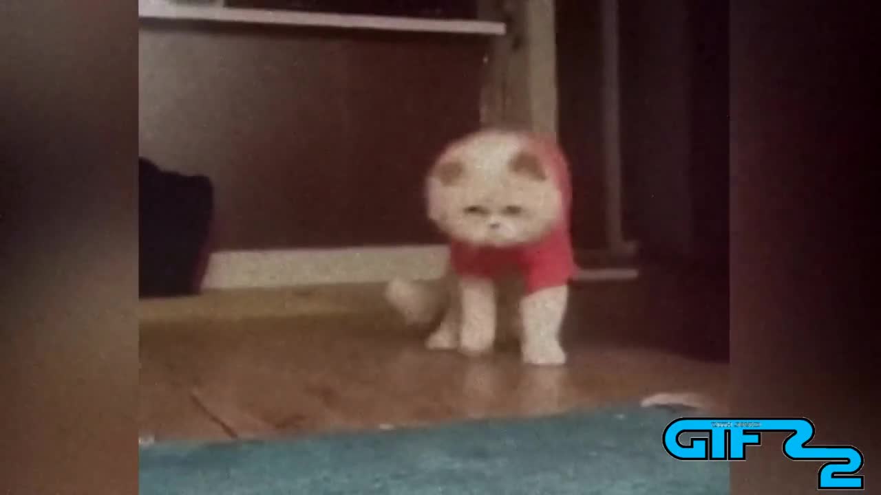 GIF with sound 2 - Michael Catson | Download HD video clip on | Vlipsy