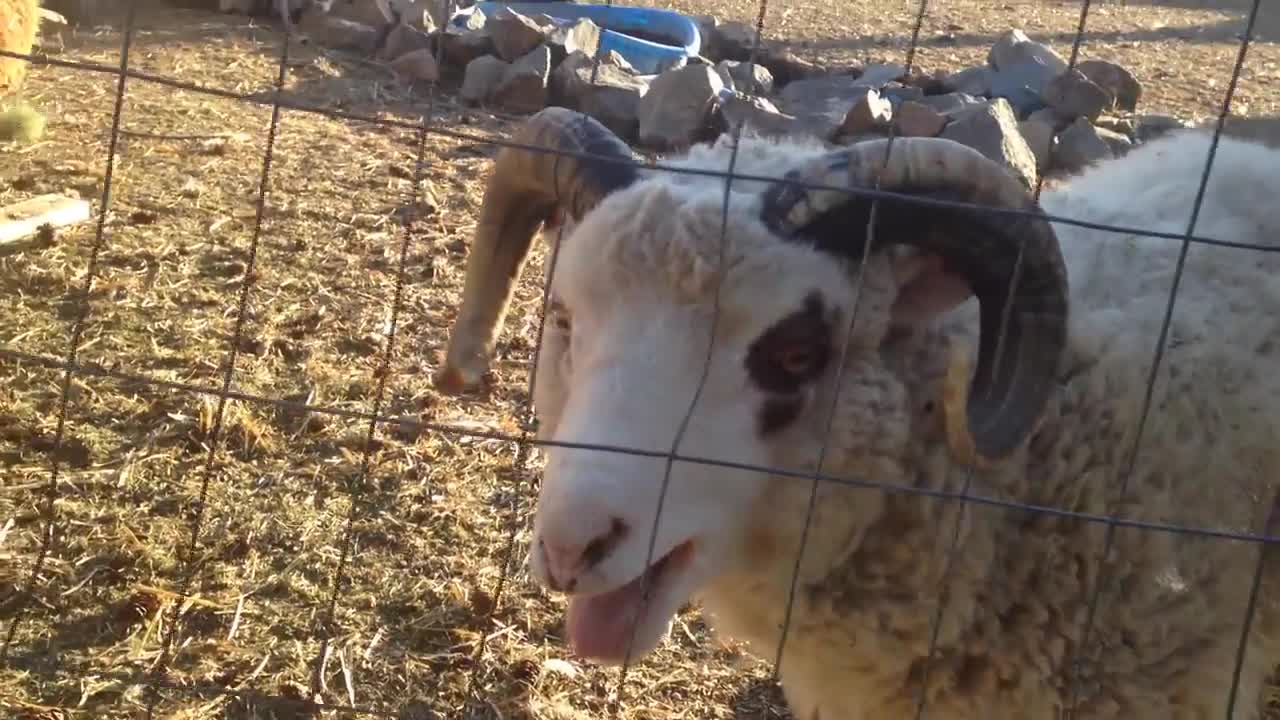 Nick Tibbetts: Sheep burp - Find clips on VLIPSY