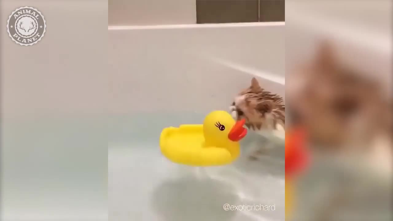 Animals Doing Things Funny: Splish Splash I was Taking a Bath - Find ...