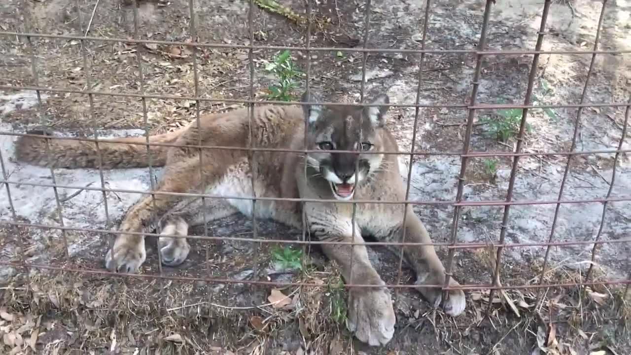 Big Cat Rescue - A Big Cat, A Little Meow | Download HD video clip on ...