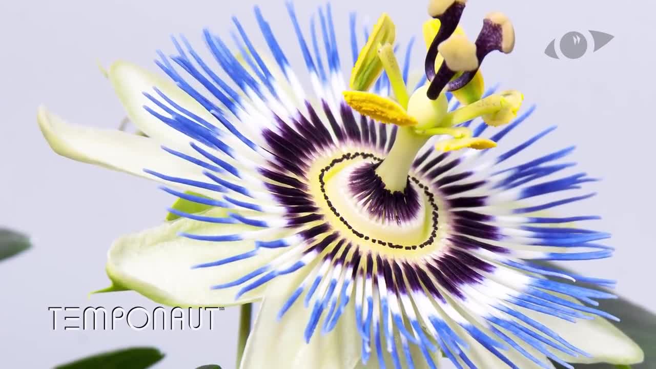 Temponaut: Flower Blooming. Find clips on VLIPSY