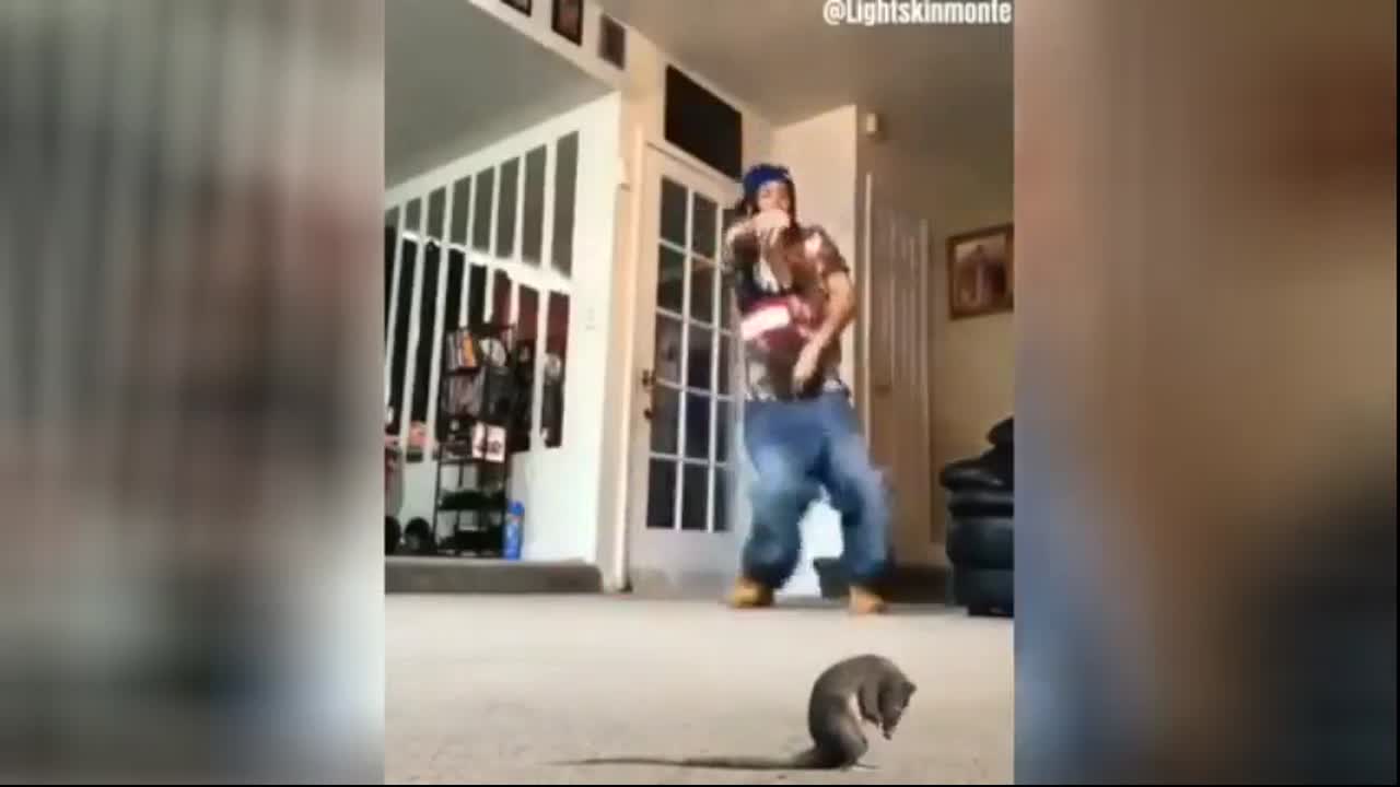 Meme - Oh shit, a rat! | Download HD video clip on | Vlipsy