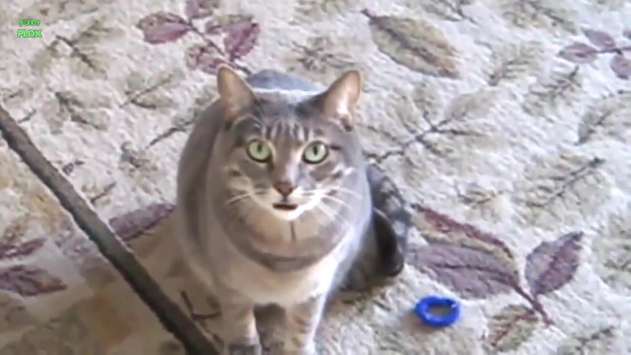 Funny Cats and Kittens Meowing Compilation: Meow - Find clips on VLIPSY