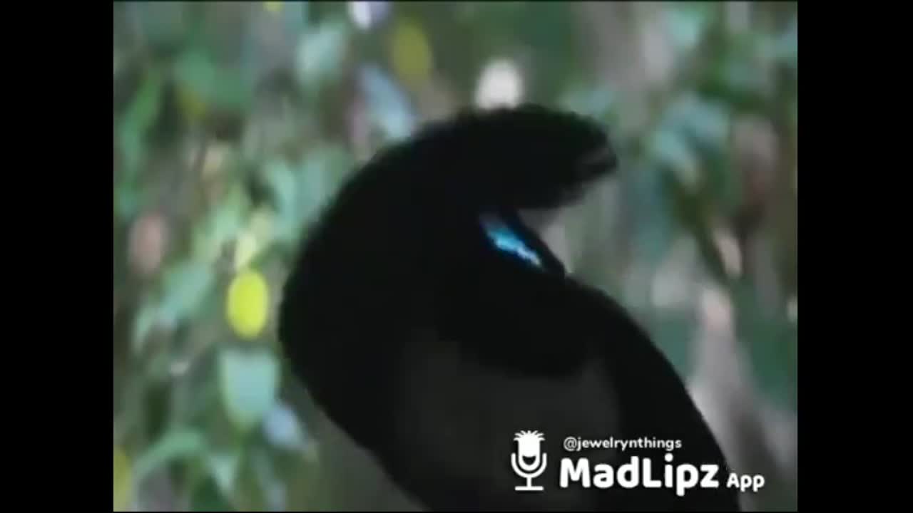 Cute Animals: Do my pits stink?. Find clips on VLIPSY