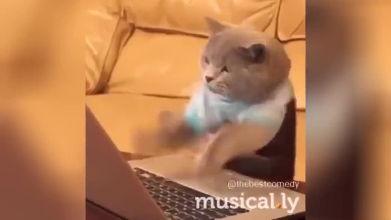 Animals - Cat Frantic Typing Reaction | Download HD video clip on | Vlipsy