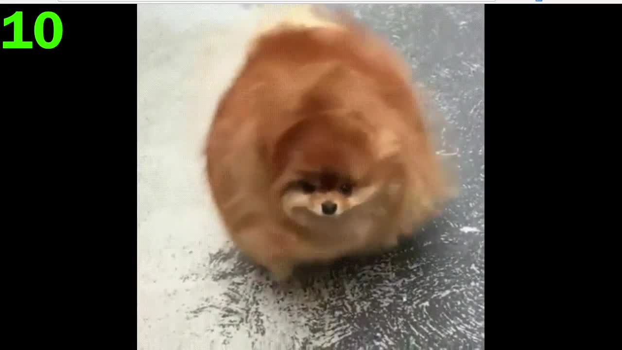 Gifs sound - Fluffy Dog | Download HD video clip on | Vlipsy