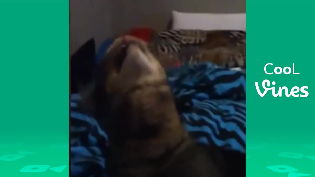 Try Not to Laugh, Cool Vines: Cat Singing - Find clips on VLIPSY