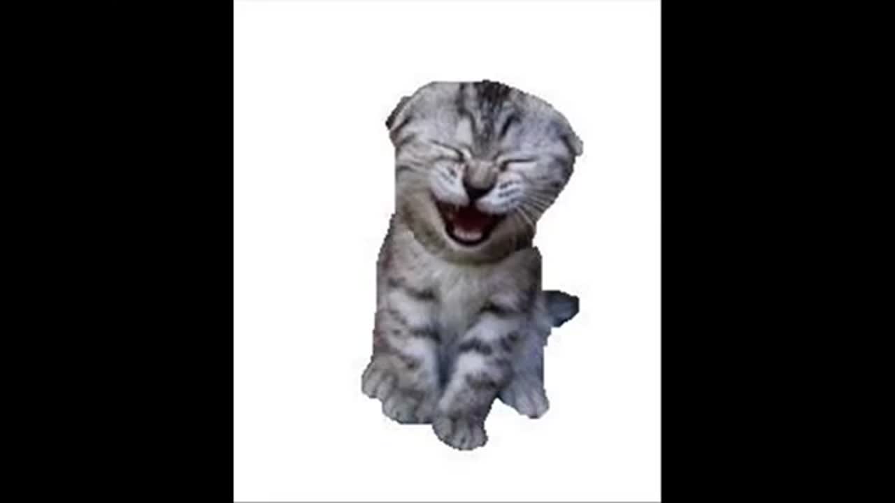 Animation - Cat Cracking Up | Download HD video clip on | Vlipsy