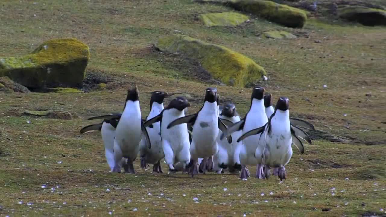 Penguins: Squad Goals. Find clips on VLIPSY