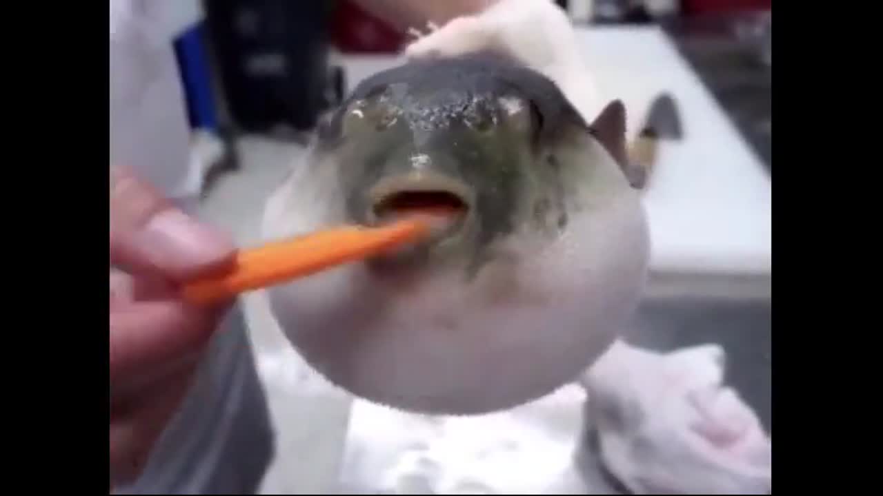 Moaning Blowfish - Pufferfish eating carrots | Download HD video clip ...