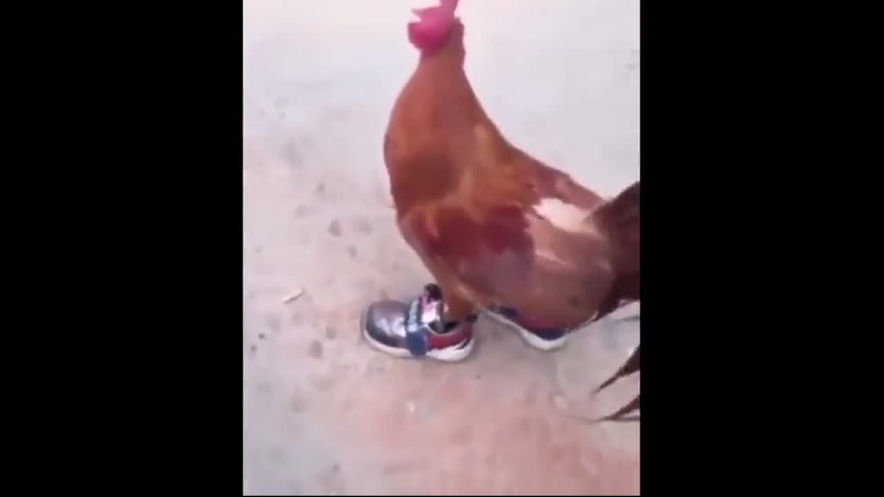 Chicken Wearing Shoes - Running Chicken | Download HD video clip on ...