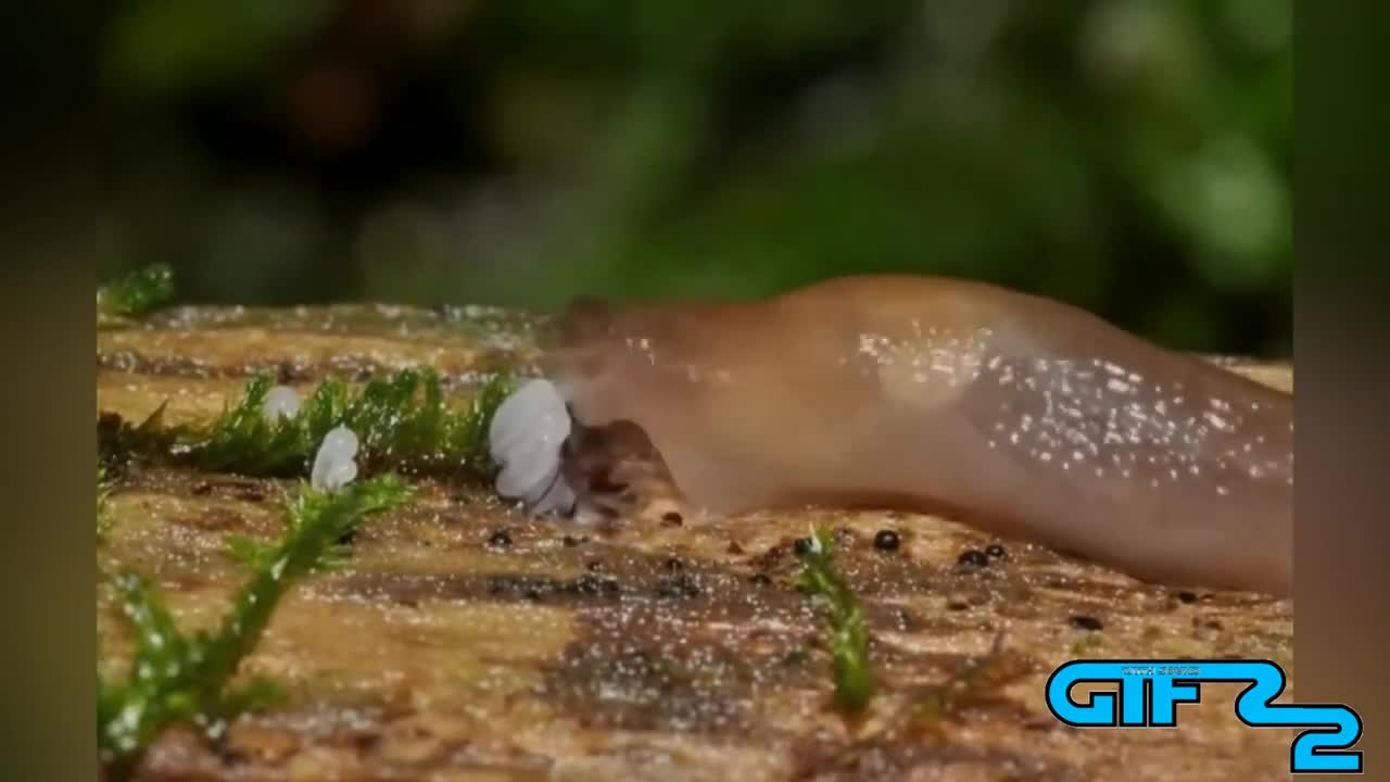 GIF with sound 2 - Speed Up Snail | Download HD video clip on | Vlipsy