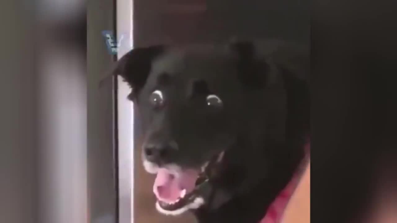 Shocked Dog - OMG | Download HD video clip on | Vlipsy