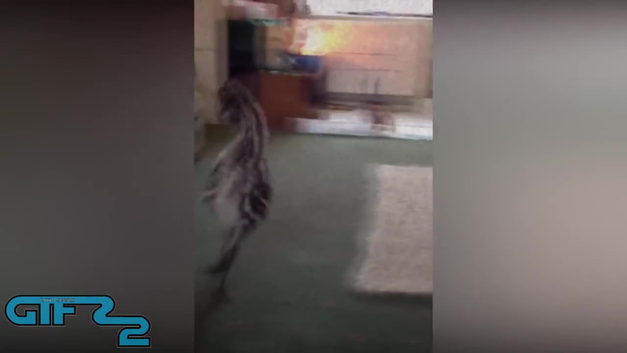 GIF with sound 2: Six Flag's Bird. Find clips on VLIPSY