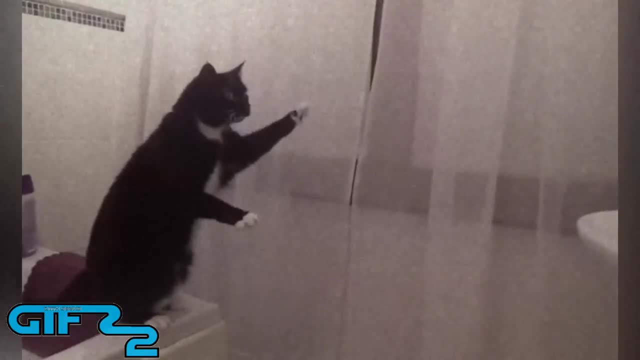 GIF with sound 2 - Invisible Wall | Download HD video clip on | Vlipsy