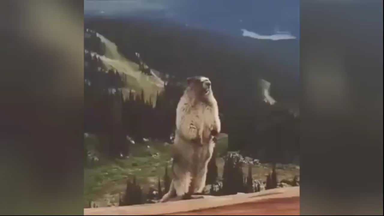 YouTube: Screaming Gopher - Find clips on VLIPSY