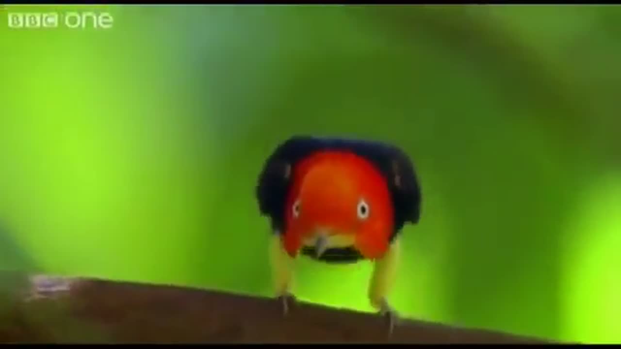 The Jungle: Moonwalk bird - Find clips on VLIPSY